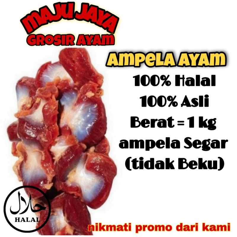 Jual AMPELA BERSIH 1 KG / AMPELA SEGAR MURAH / BERKUALITAS / AYAM MURAH ...