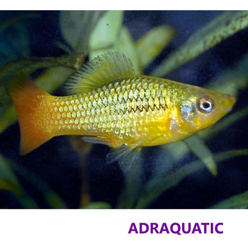 Jual IKAN HIAS PLATY VARIATUS VARIABLE PLATYFISH AIR TAWAR di Seller ...