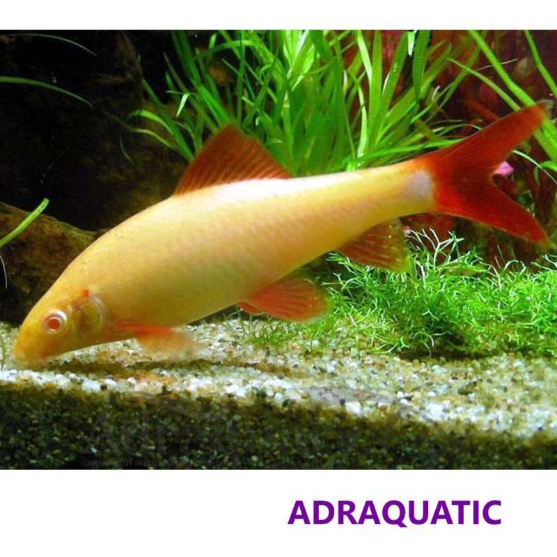 Jual Ikan Hias Red Fin Albino Rainbow Shark Redfin Air Tawar Di Seller ...