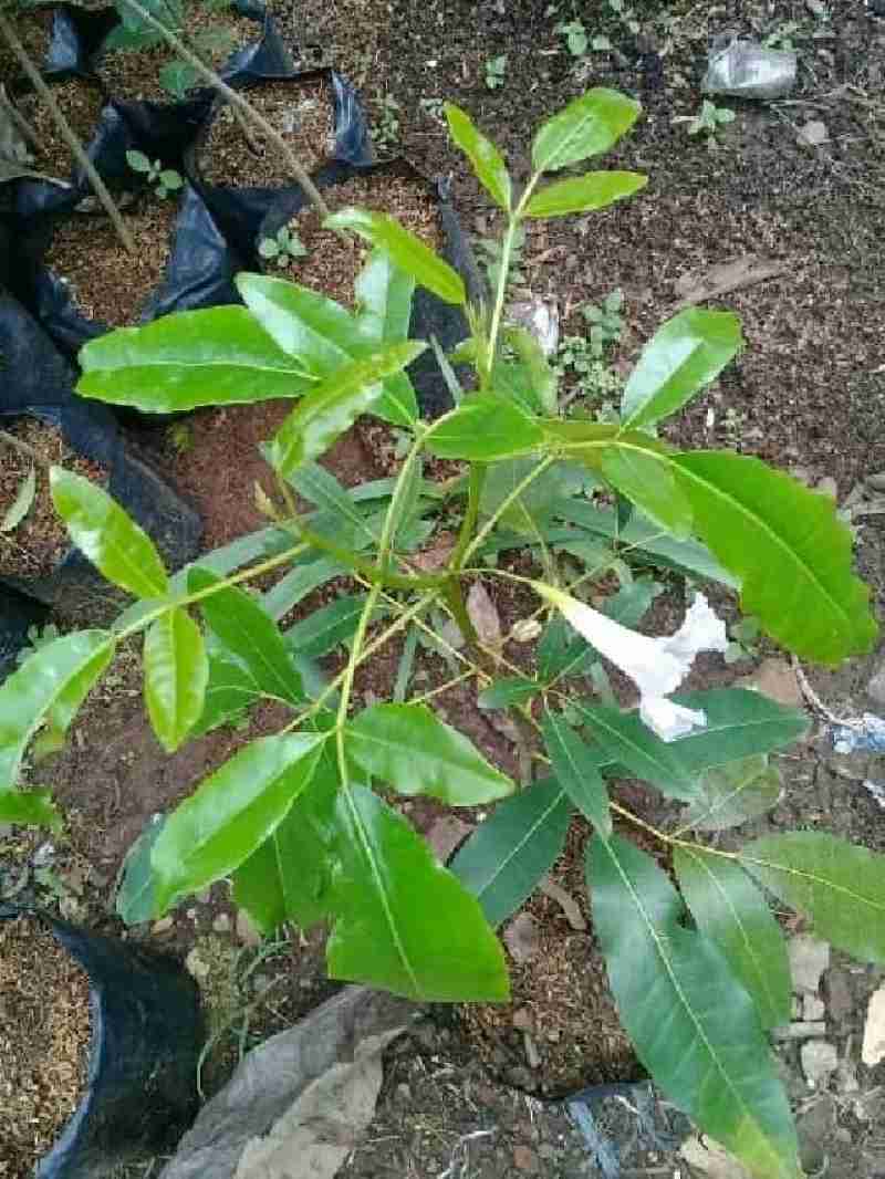 Jual tanaman hias tabebuya bunga pink tinggi 1 meter di Seller Restu ...