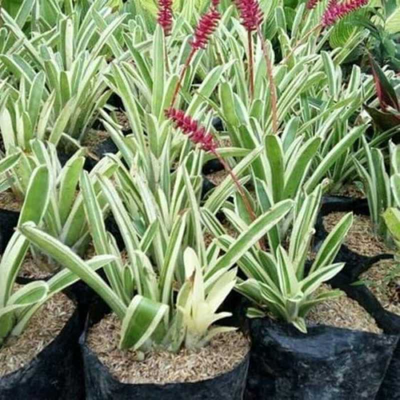 Jual Tanaman Hias Bromelia varigata Bromeliad Variegata putih di Seller ...