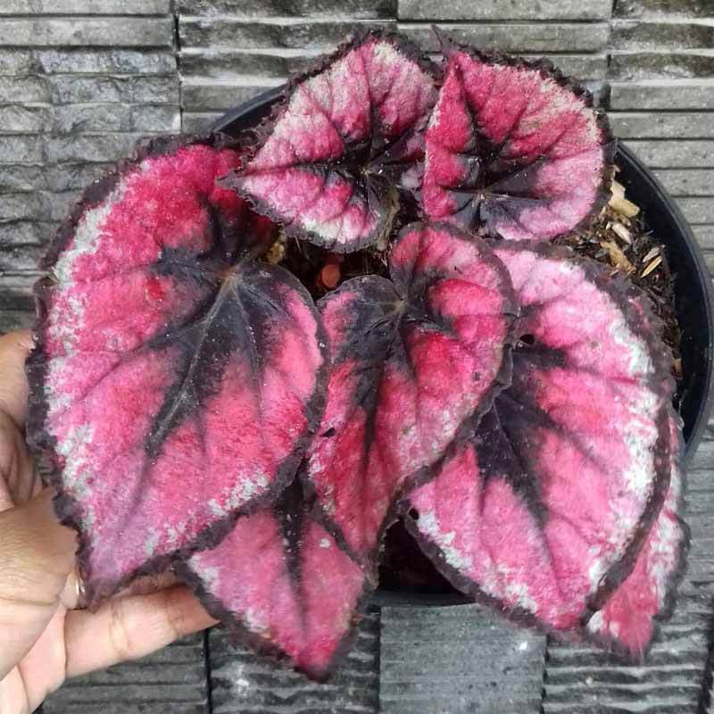 12 Jenis Bunga Begonia yang Mempesona & Perawatannya