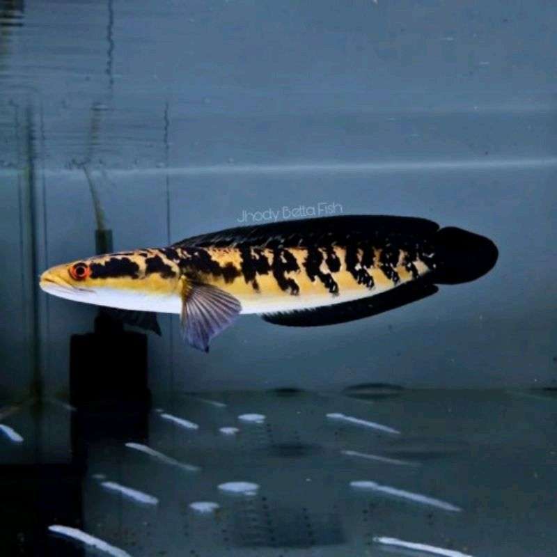 Jual CHANNA MARU YELLOW SENTARUM GRADE A+ di Seller CHANNA SHOWROOM ...