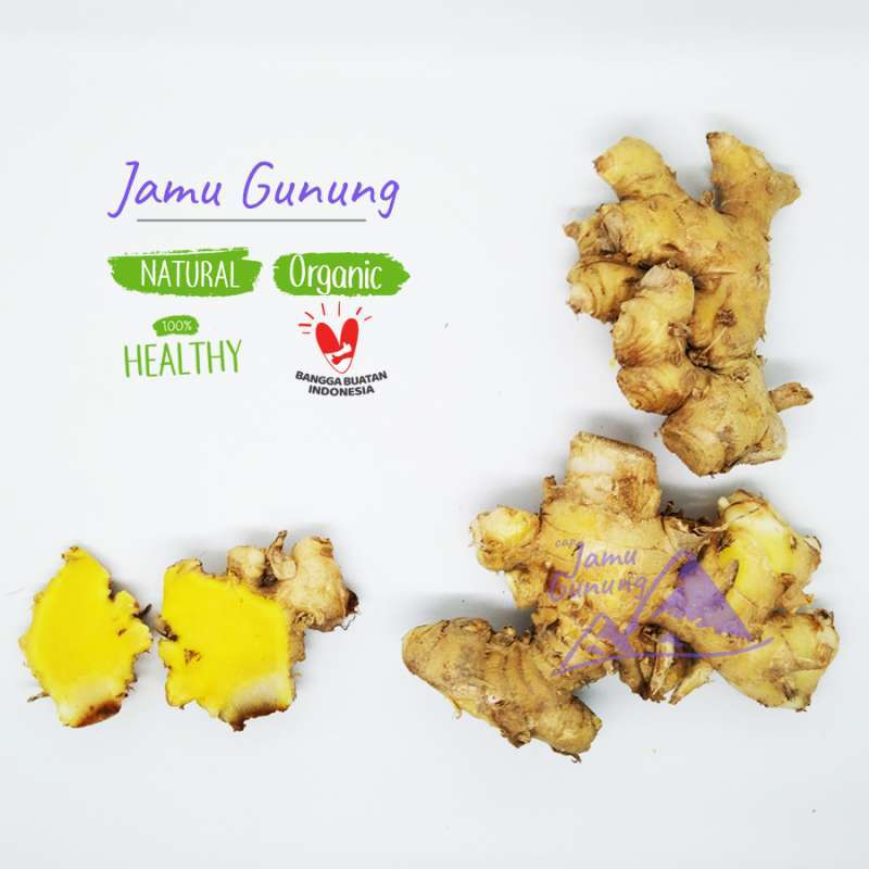 Promo Bengle Atau Bangle Segar 1kg - Organik Asli Gunung Diskon 7% Di ...