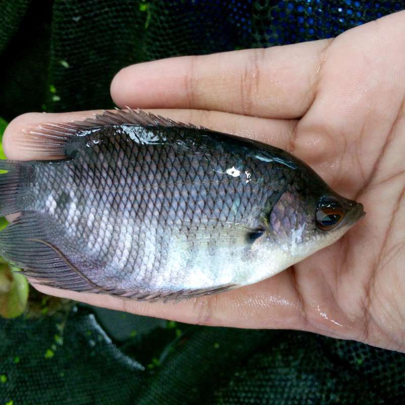 Bibit Ikan Gurame