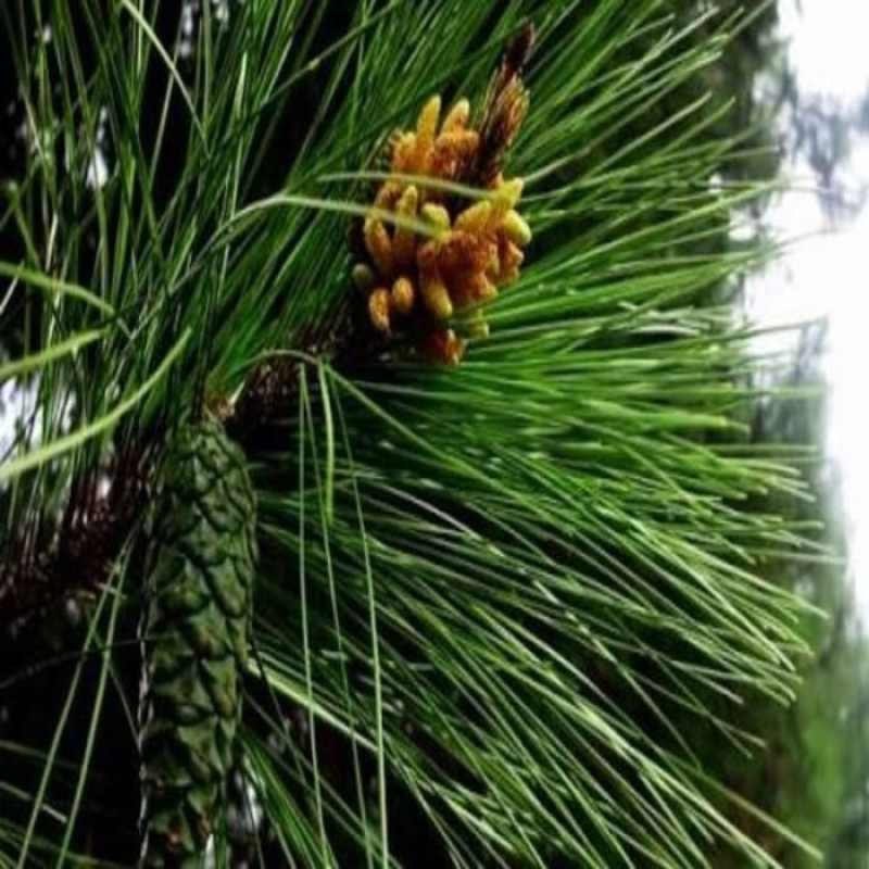 Promo Daun Pinus Segar Obat Stroke 1 Kg Diskon 26% di Seller kokisotu ...