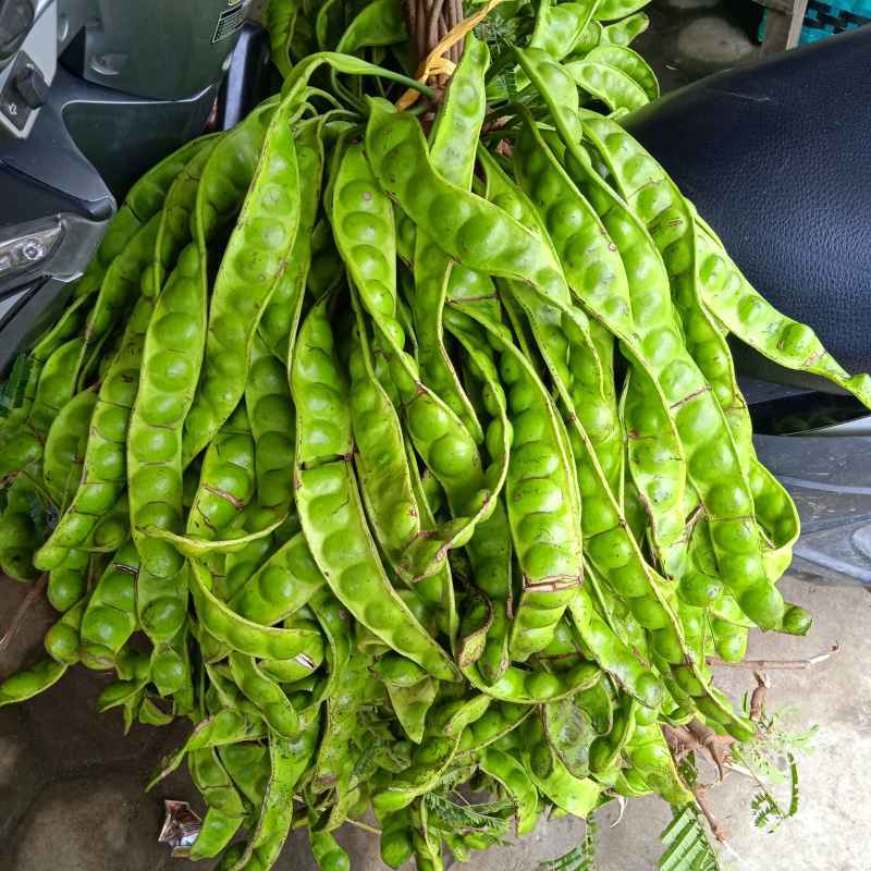 Jual Petai Super Grade A Segar Halal di Seller Rebpublik komoditi ...