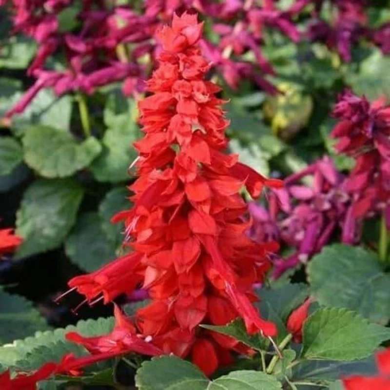 Jual Bunga Salvia Original Murah - Harga Diskon Februari 2024 | Blibli.com