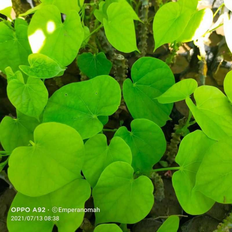 Jual Bibit Tanaman Herbal Bratawali Atau Brutowali Di Seller Emperan ...