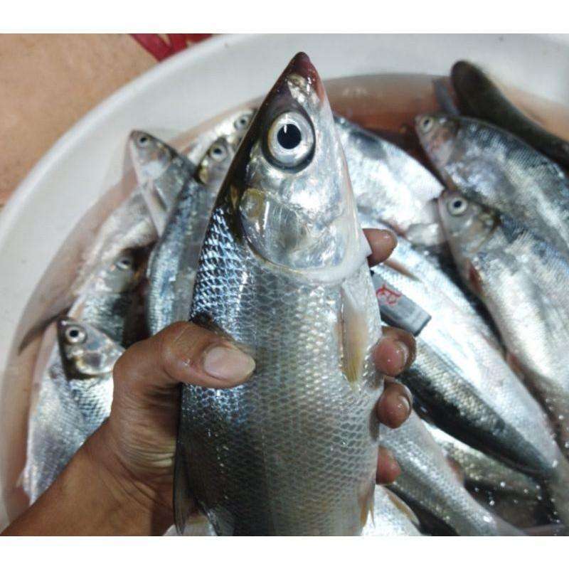 Jual Ikan Bandeng Lemak Segar Fresh 1Kg BERGARANSI Halal di Seller ...