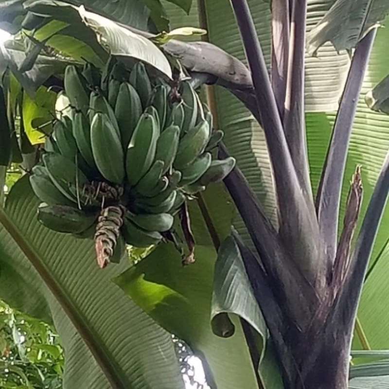 Pisang Hitam