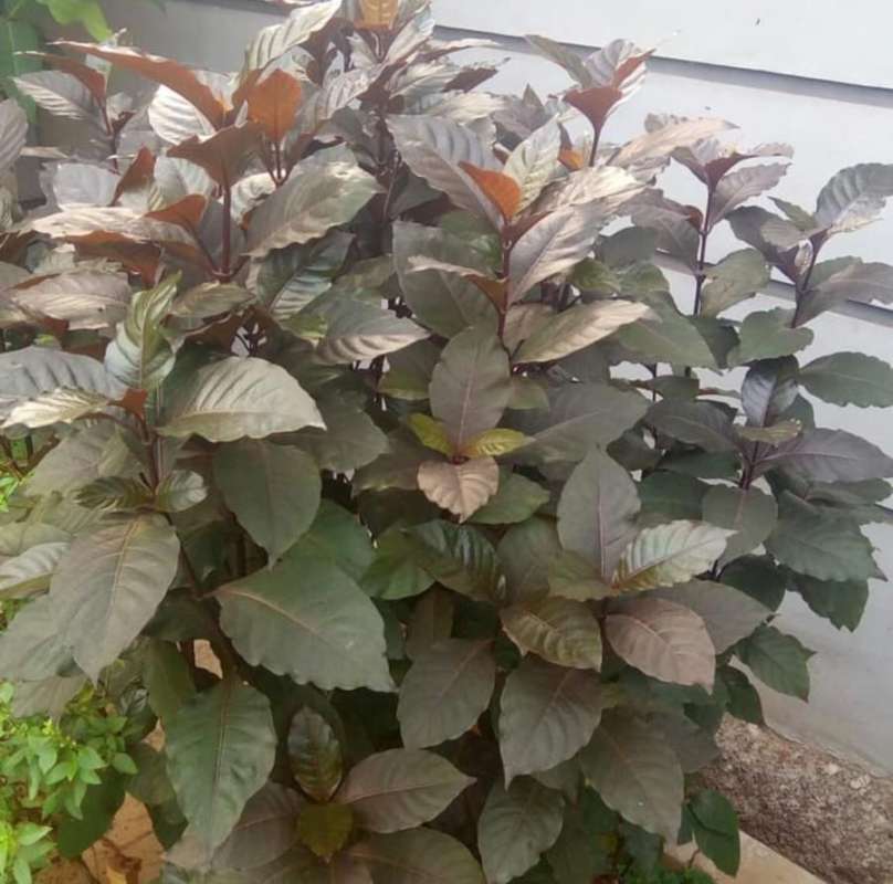 Jual Daun Handeuleum Atau Daun Ungu Segar 250 Gr Di Seller Onlytronic ...