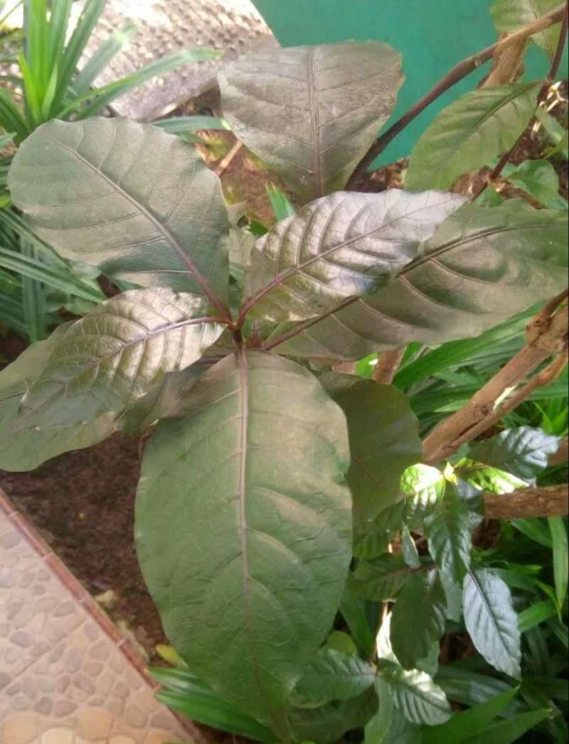 Jual Daun Handeuleum Atau Daun Ungu Segar 250 Gr Di Seller Onlytronic ...