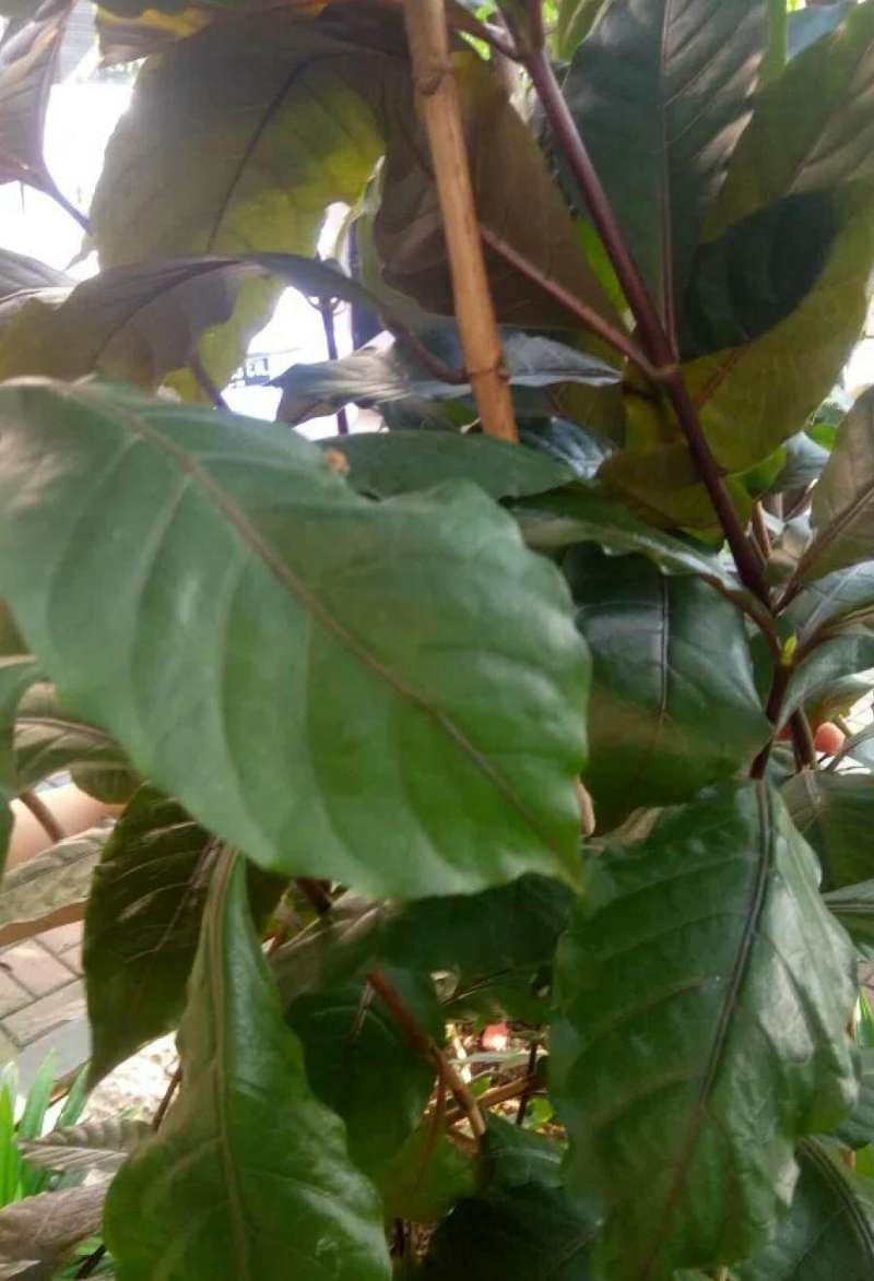 Jual Daun Handeuleum Atau Daun Ungu Segar 250 Gr Di Seller Onlytronic ...