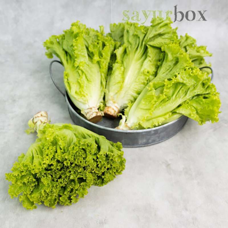 Jual Selada Keriting Konvensional 500 gram Sayurbox - JKT Halal di ...