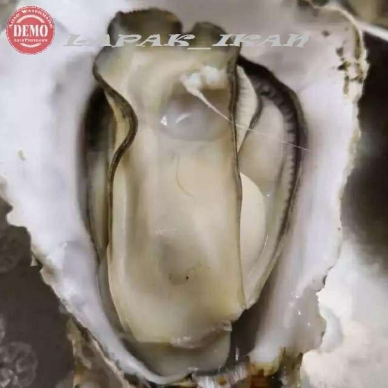 Jual Kerang Tiram Oyster Hidup Live Segar 1Kg Harian Segar Dan ...