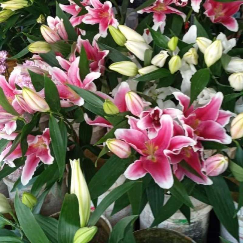 Jual bunga lily //lily casablanca//bunga wangi di Seller Freshcut ...