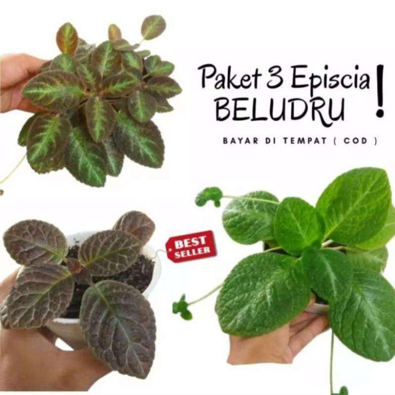 Promo Paket Hemat 3 Jenis Beludru | 3 Warna Bunga Episcia Diskon 11% di ...