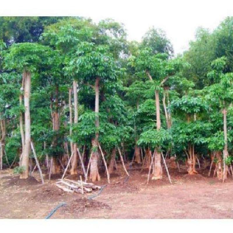 Jual bibit pohon pule asal inggris di Seller alam raya - Wunut, Kab ...
