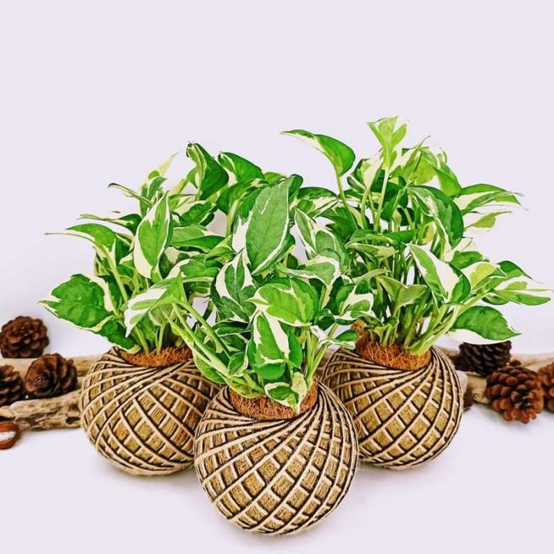 Jual Kokedama - Pothos Njoy | Tanaman Hias Sirih Gading Indoor Pot ...