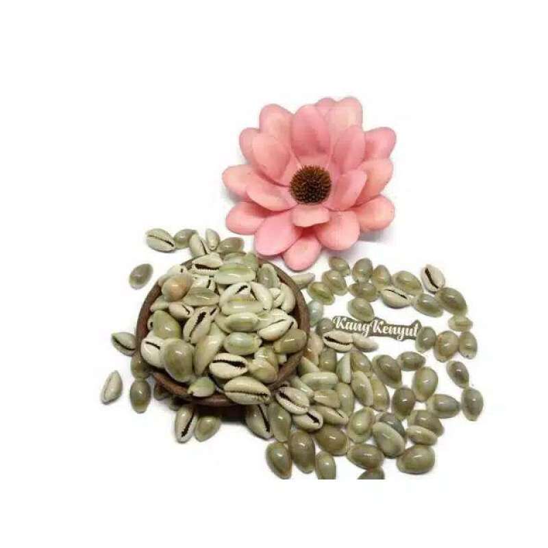 Jual Biji Dakon Biji Congklak Kerang Laut 50 Gram Di Seller All In ...