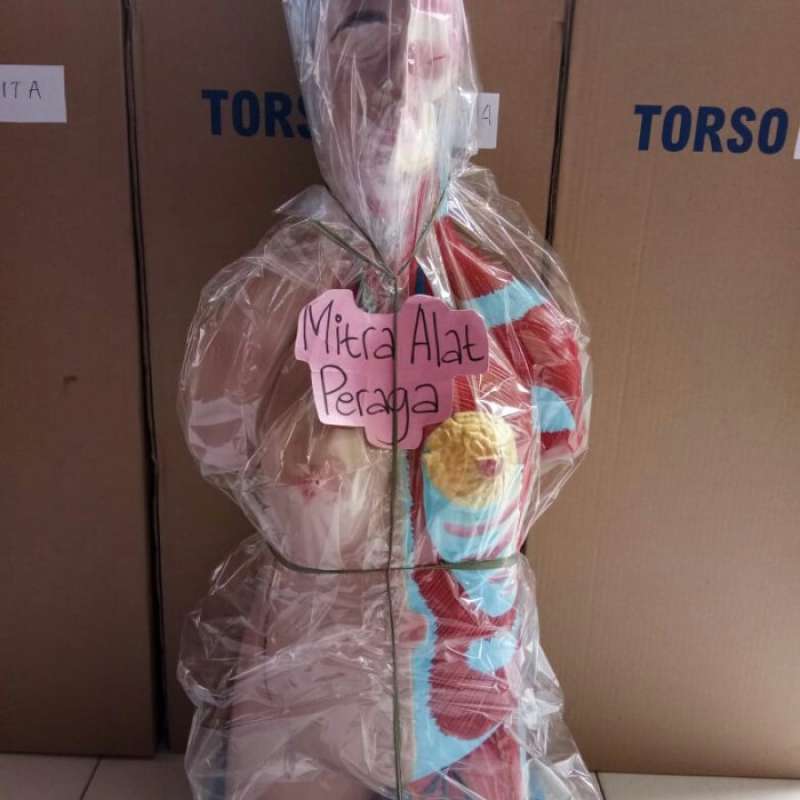 Jual TORSO WANITA PEREMPUAN- ANATOMI WANITA PEREMPUAN- ALat Peraga ...