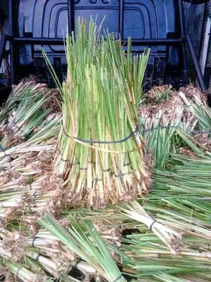 Promo rumput vetiver 1kg (70-80btg) - akar wangi - Rumput pencegah ...