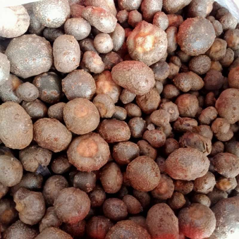 Jual 500g Bulbil Porang Atau Katak Porang Bibit Benih Porang di Seller ...