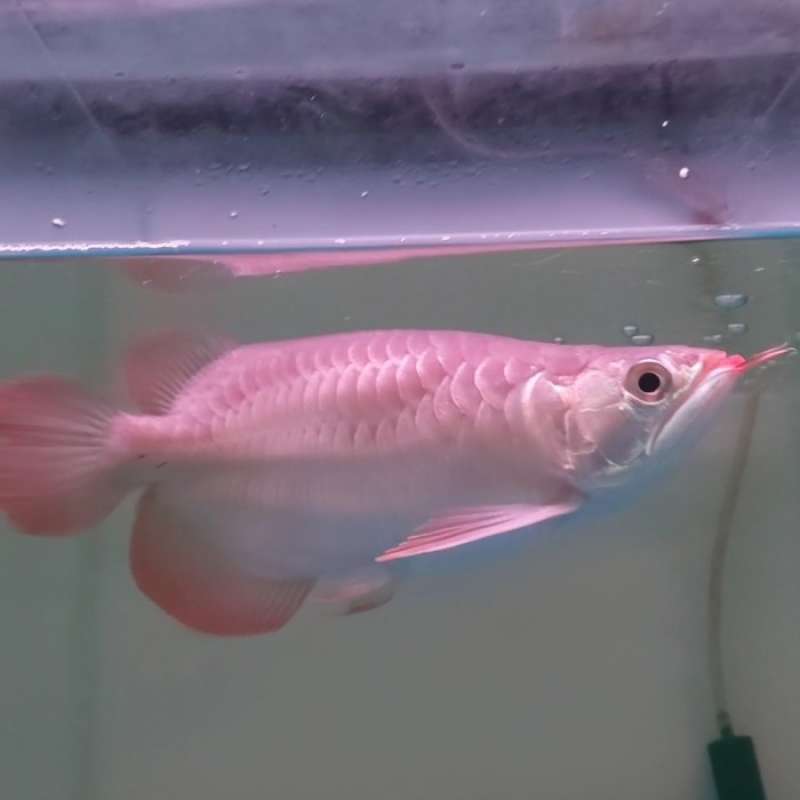 Jual arowana/arwana super red short body sb di Seller Kamupet - Duri ...
