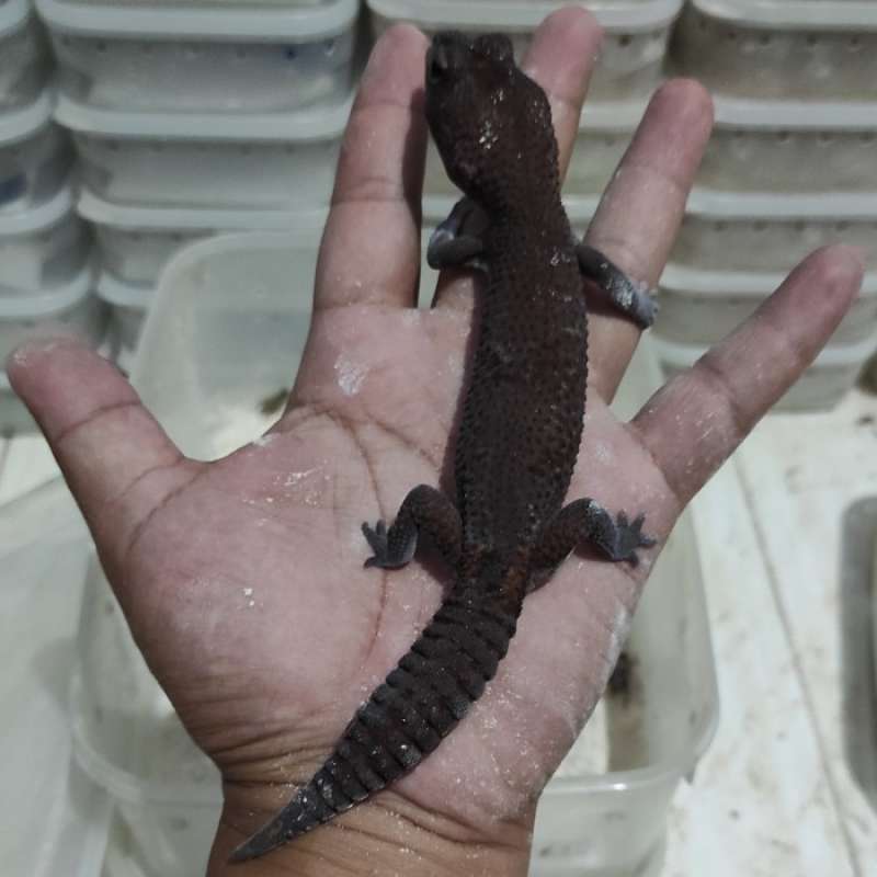 Jual AFT / African Fat Tailed Paternles het oreo 66% di Seller Enigma ...