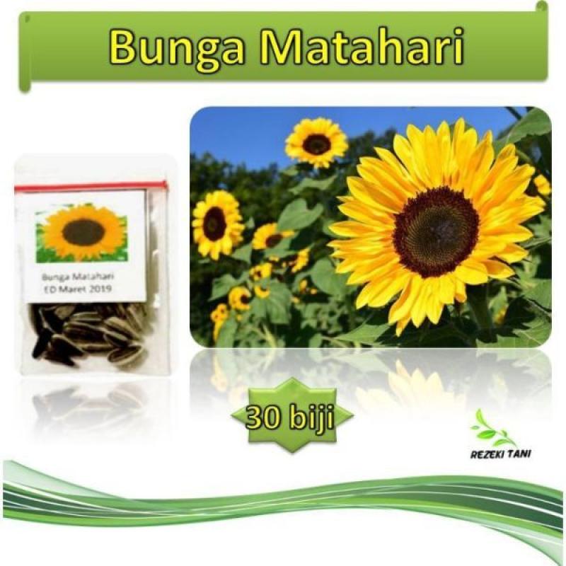 Bunga Matahari Merah