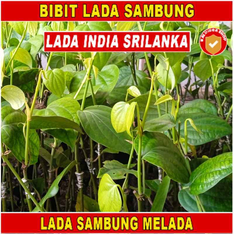 Promo 15 Bibit Lada Sambung Melada (Lada+Melada) Jenis Lada India ...