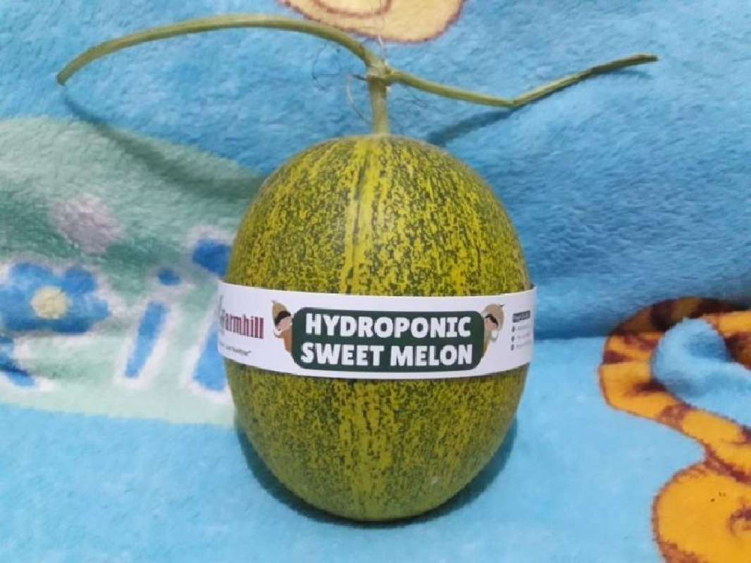 Jual Buah Melon Hidroponik Sunray Sunrise The Farmhill Besar Halal di ...