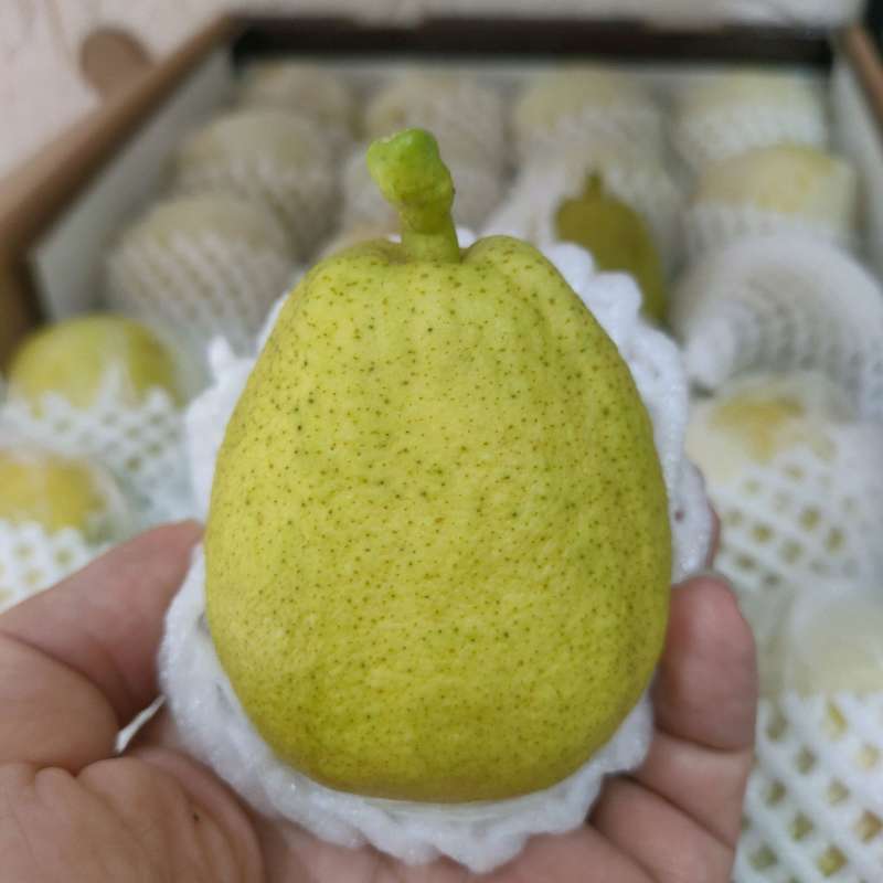 Jual Pear Xiang Lie Manis 1kg Pir Xiang Lie di Seller Clarif_jaya ...