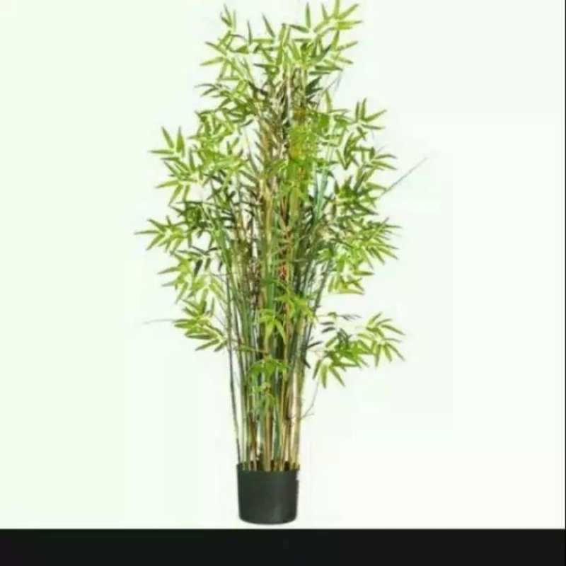 Jual Bibit Tanaman Hias Bambu Kuning Mini / Bambu Hias Mini Di Seller ...