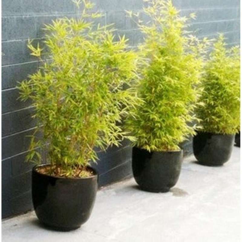 Jual Bibit Tanaman Hias Bambu Kuning Mini / Bambu Hias Mini Di Seller ...
