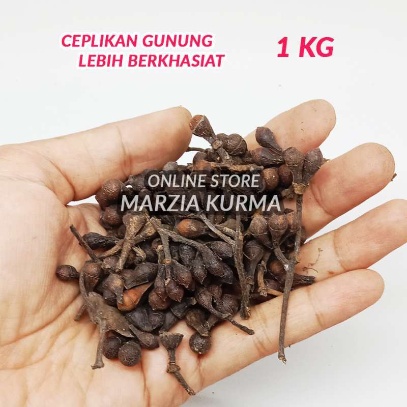 Jual Ceplikan / Ceplik Sari Kering 1kg Asli Hutan - Lebih Berkhasiat di ...