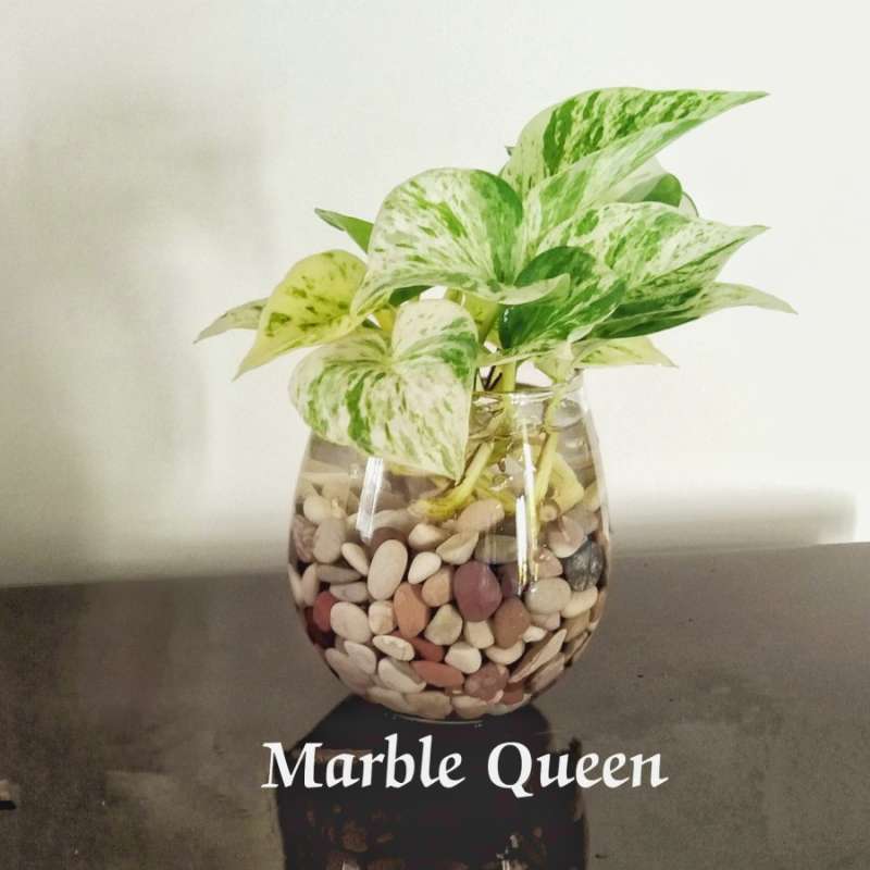 Jual Gelas isi tanaman Marble/Manjula/Syngonium/Lemon/Gading/Pagoda ...
