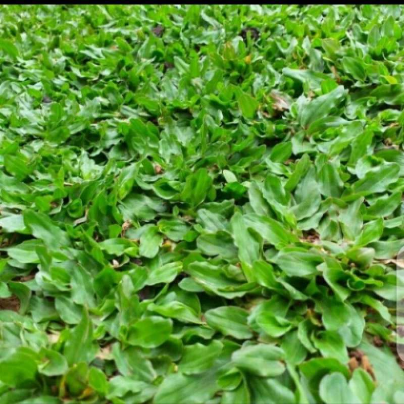 Promo paket rumput gajah mini 15 meter Diskon 33% di Seller Marshop ...