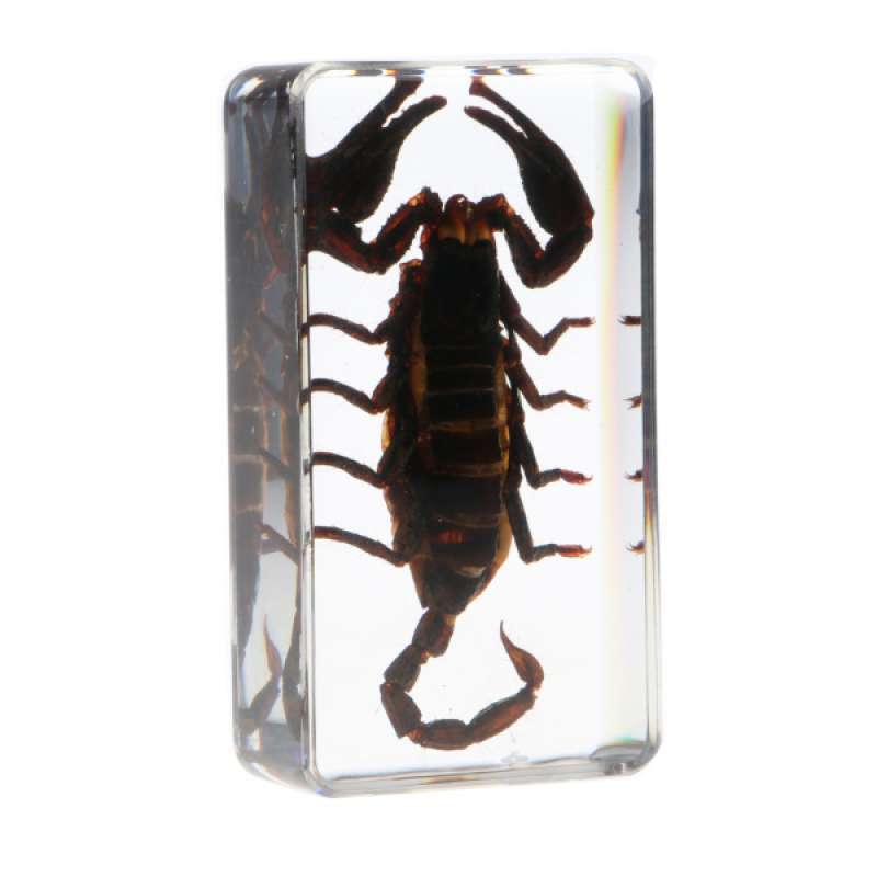 Jual Insect Specimens In Clear Paperweight Acrylic Crafts - Black ...