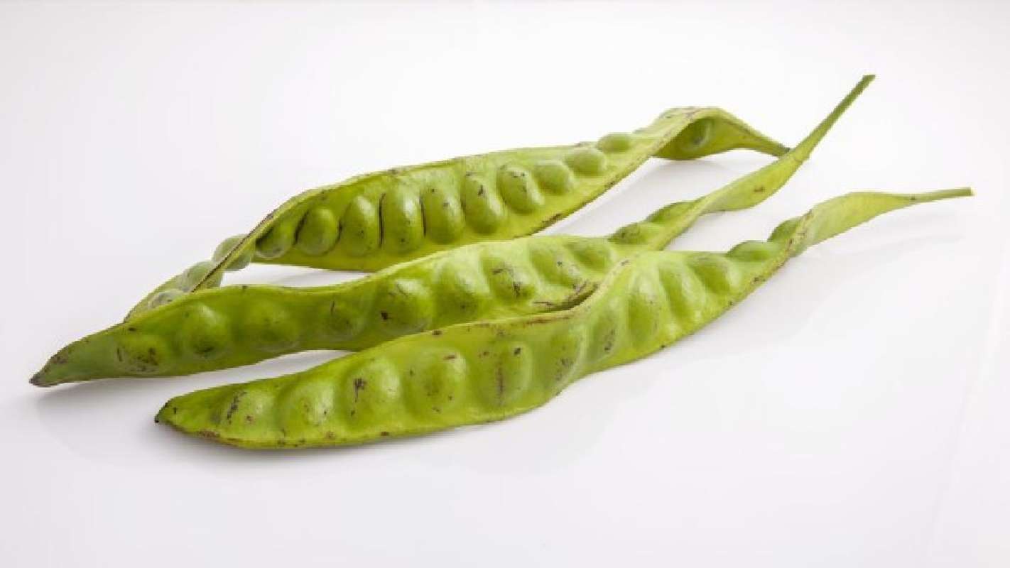 Jual Petai / Pete Sayuran Segar Bandung Halal di Seller X-Tralen Shop ...