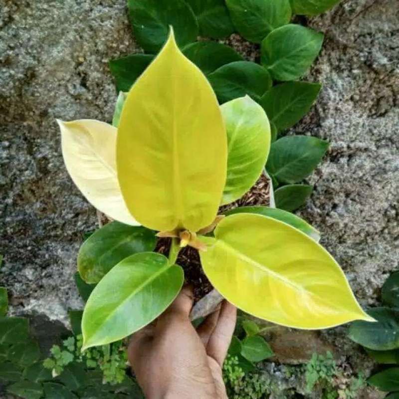 Promo tanaman philo lemon - tanaman hias philo lemon - Pohon hias philo ...