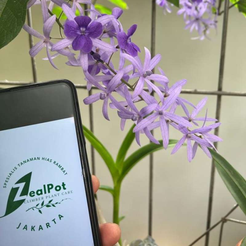 Promo Tanaman Hias Rambat Bunga Petrea Volubilis Ungu Diskon 64% Di ...