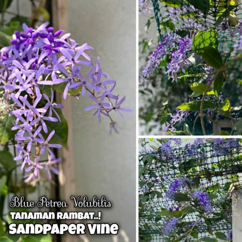 Promo Tanaman Hias Rambat Bunga Petrea Volubilis Ungu Diskon 64% Di ...
