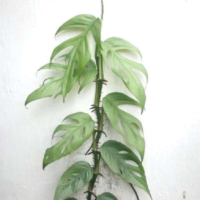 Promo Tanaman Hias Monstera Epipremnum Ceblu Blue - Epip Ceblu Blue ...