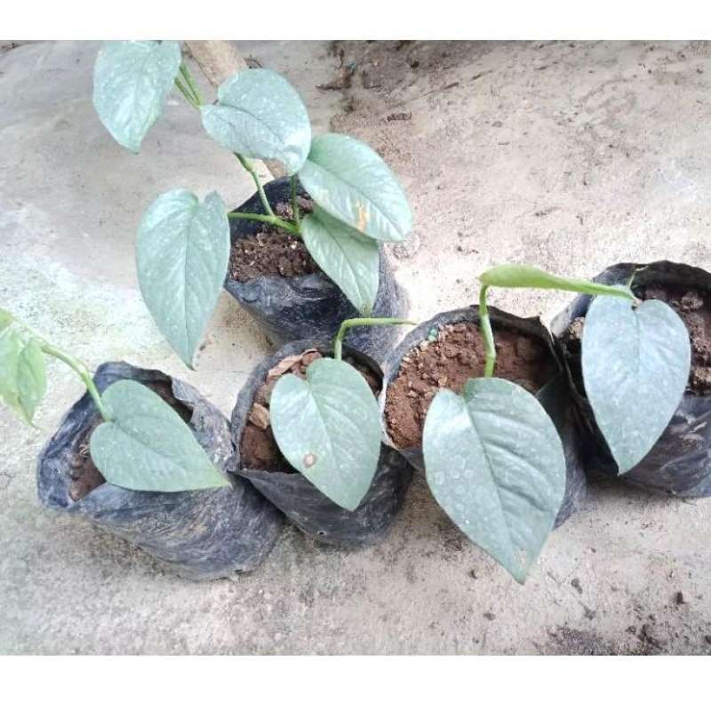 Promo Tanaman Hias Monstera Epipremnum Ceblu Blue - Epip Ceblu Blue ...