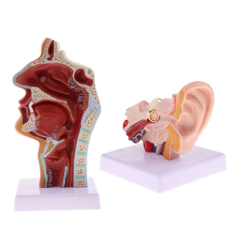 Jual 2 Pieces Of Pvc Human Pathology Anatomical Organ Model Ear