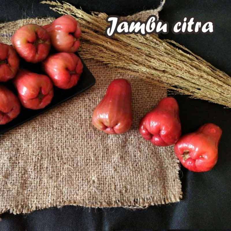 Jual Buah Grosir Fresh&frozen Buah Jambu Citra Fresh Di Seller Frozen ...