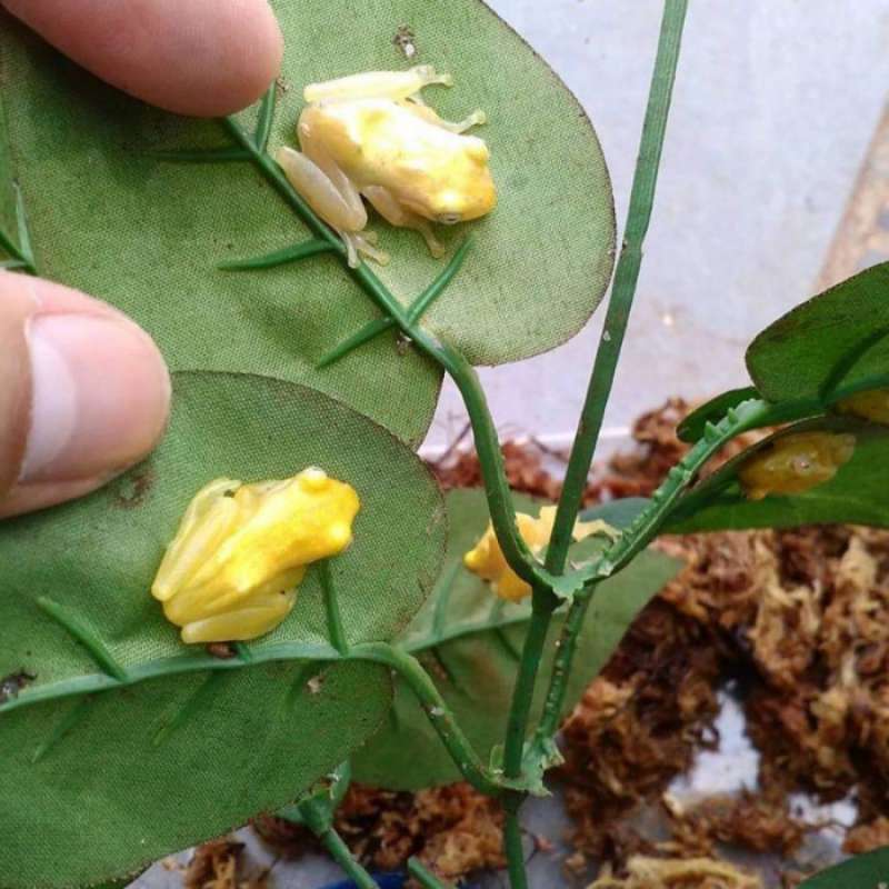 Promo Dwarf Golden Tree Frog Bukan Katak Pesek Jinak Diskon 23% di ...