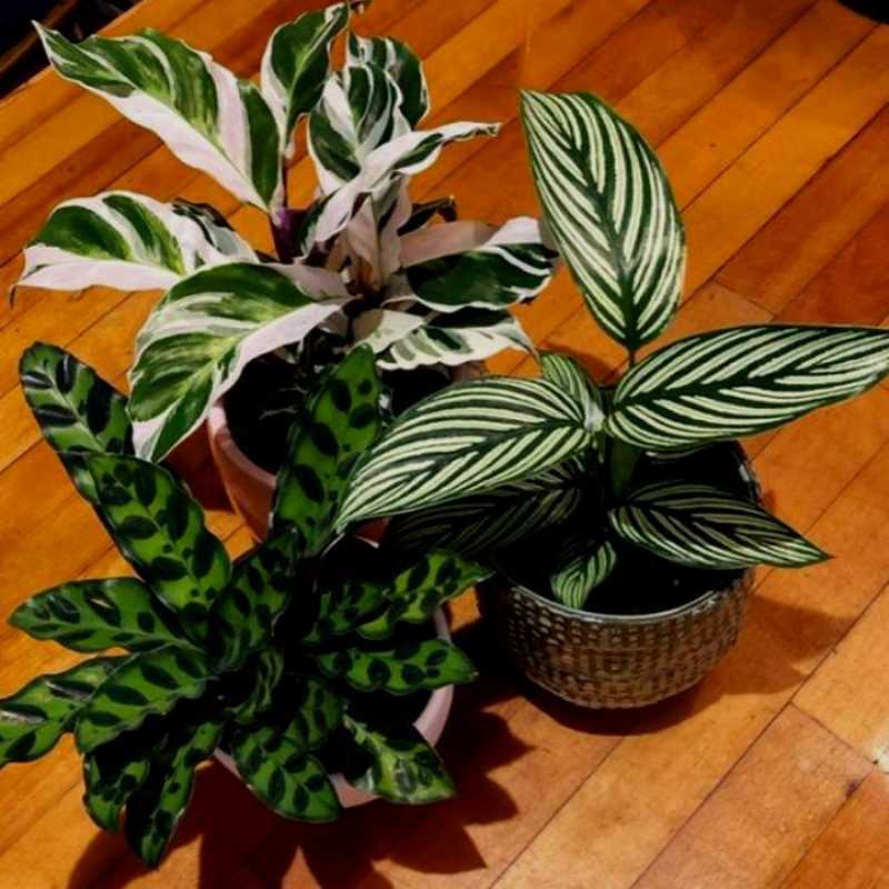 Jual 3 Tanaman hias calathea--pohon calathea di Seller Raka onlineshop ...